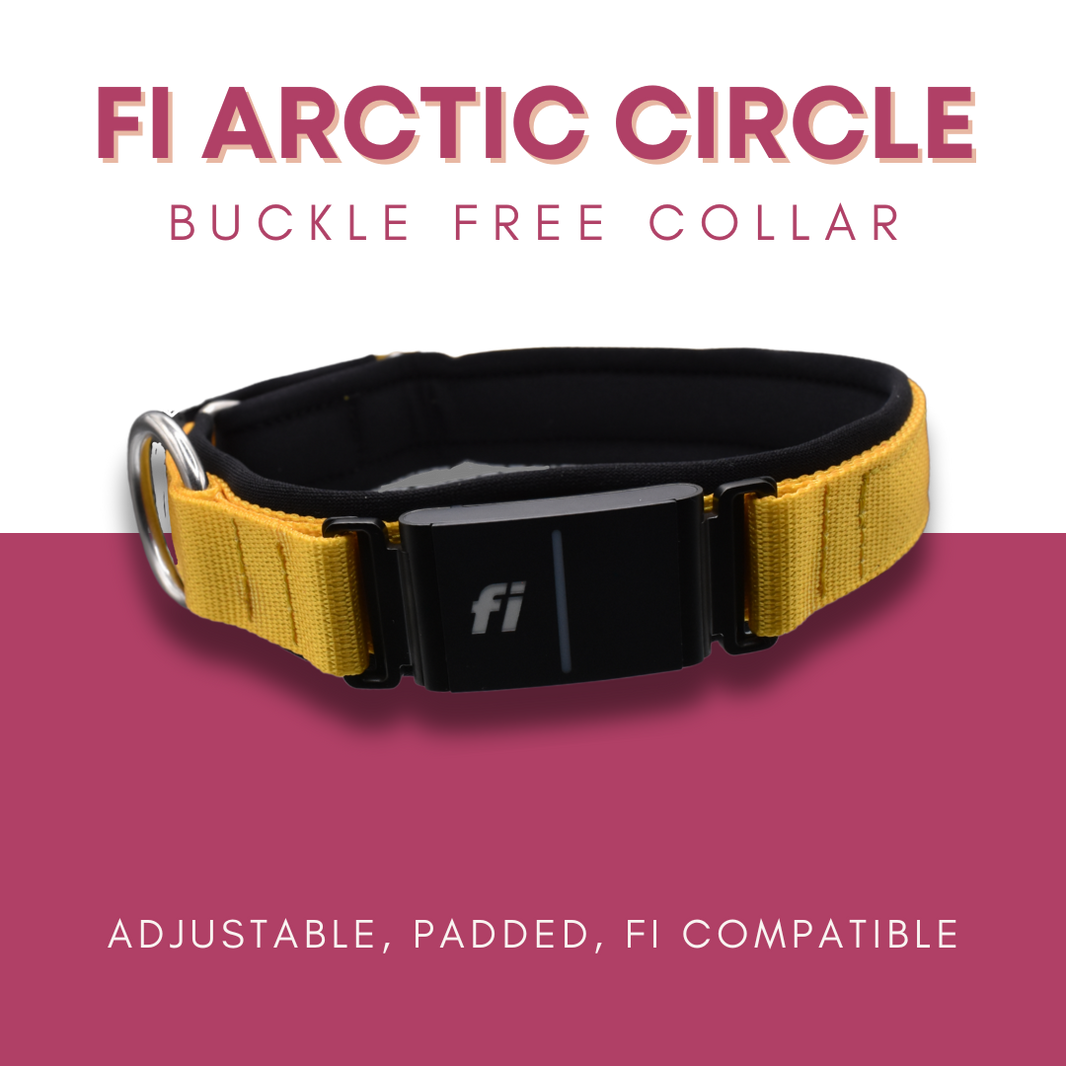 Fi Collars – Elite Dog Gear